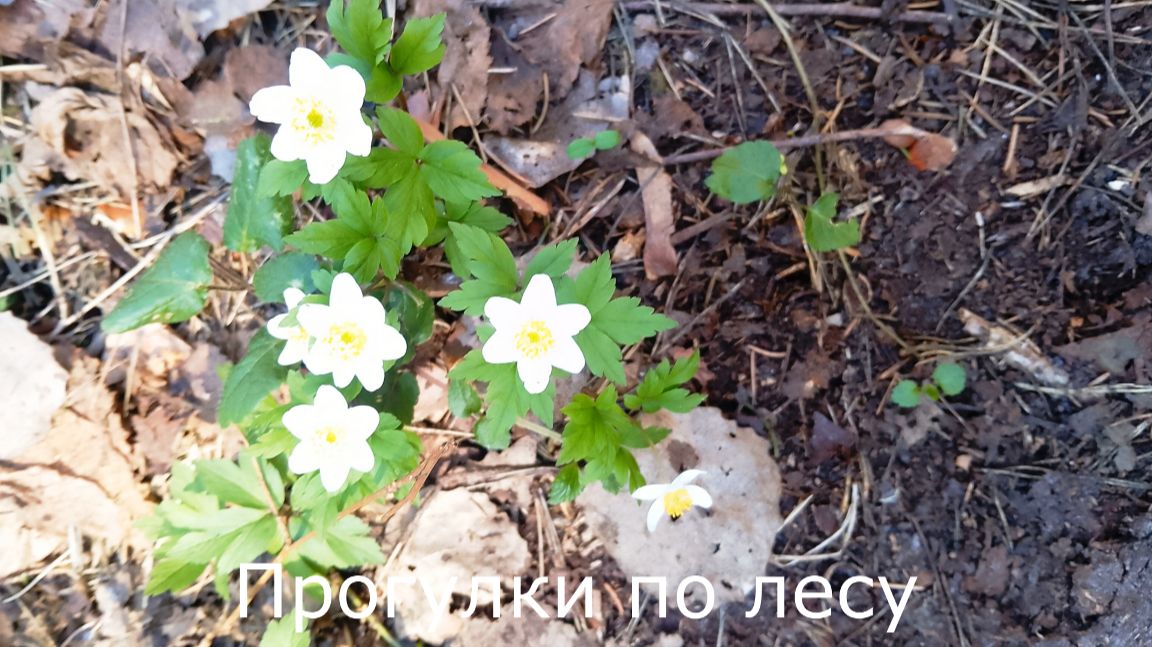 Прогулки по лесу. Начинает цвести ветреница. Где живут мои скворцы.