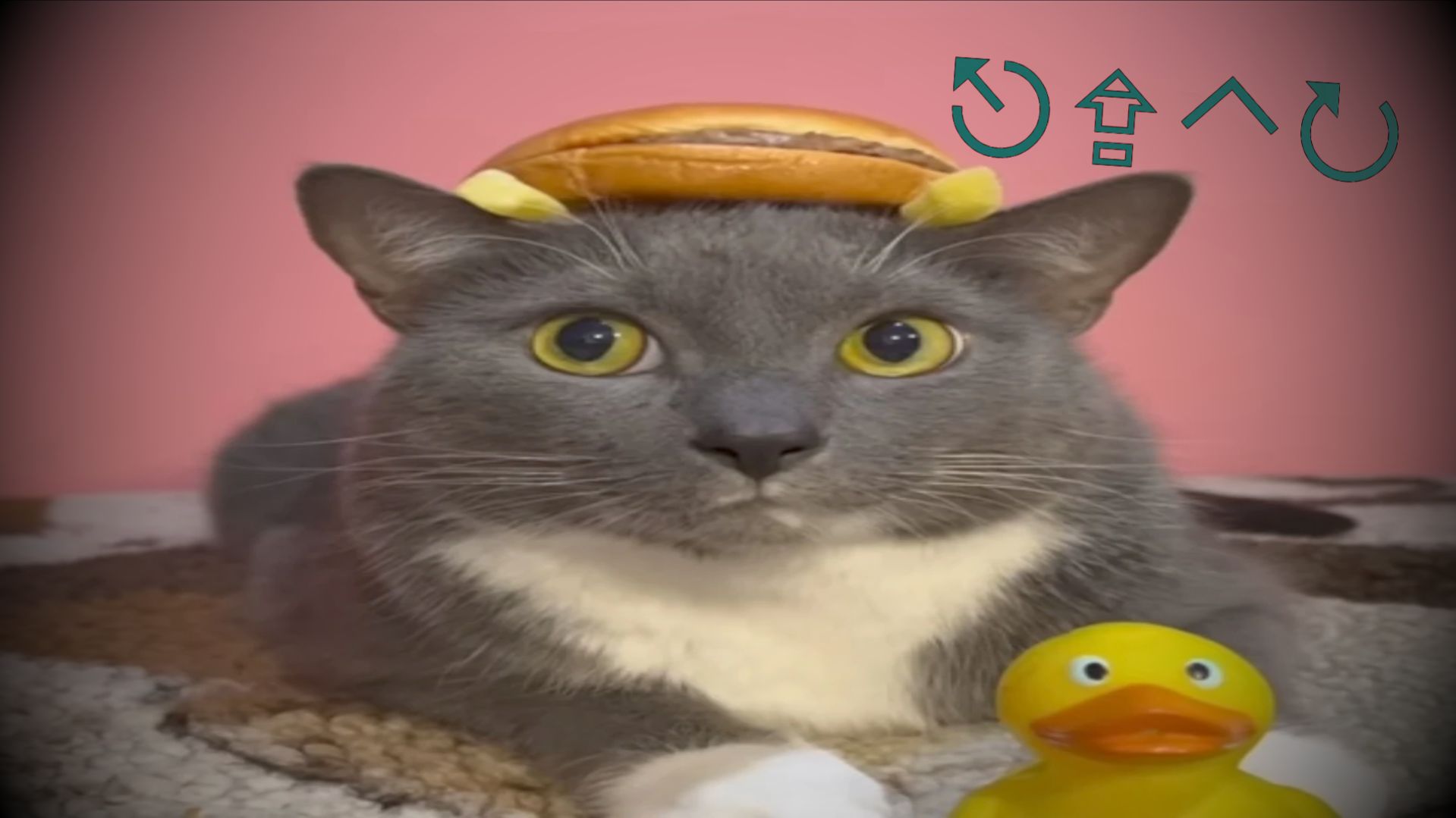 Kotiynet | RYTP ПУП