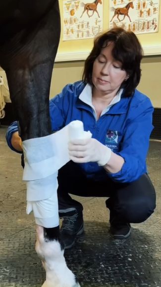 Где скрывалась причина хромоты у лошади: случай из практики разбирает Мария ЖУКОВА.