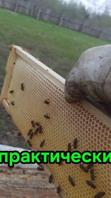 Мёд🍯 и пчёлы🐝 по ссылке в описании