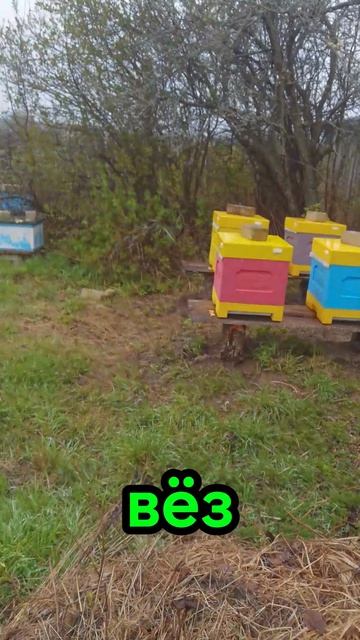 Мёд🍯 и пчёлы🐝 по ссылке в описании