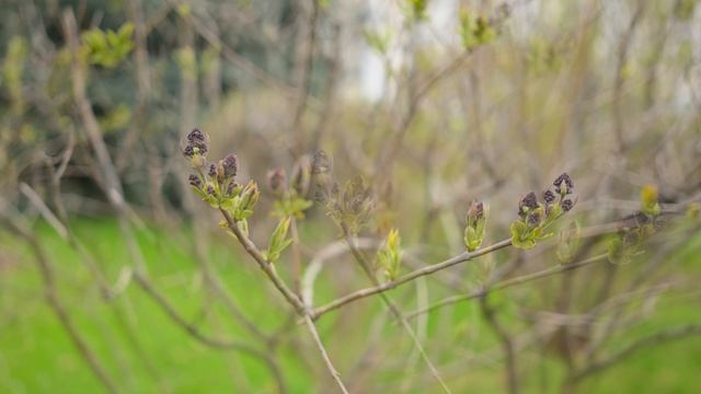 АЛЕКСАНДРОВСКИЙ ПЕРЕД ЦВЕТЕНИЕМ 20.4.26.