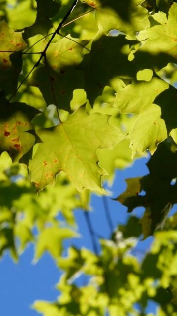 цитаты Аристотеля. #аристотель #цитаты #жизнь #shorts #shortvideo #рекомендации #шортс