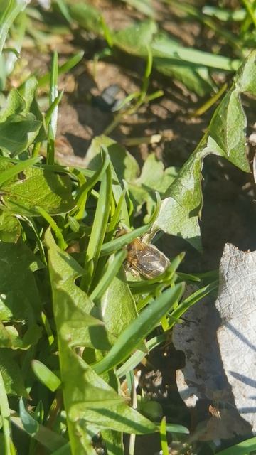 Мёд🍯 и пчёлы🐝 по ссылке в описании