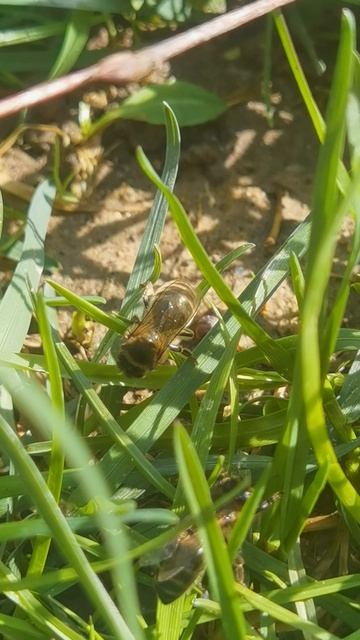 Мёд🍯 и пчёлы🐝 по ссылке в описании