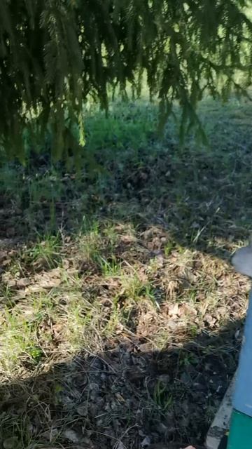 Мёд🍯 и пчёлы🐝 по ссылке в описании