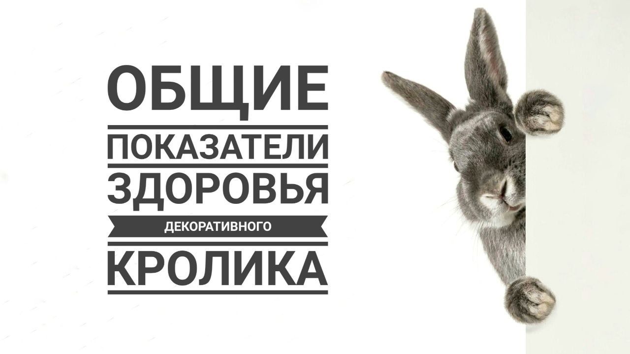 Общие показатели здоровья декоративного кролика