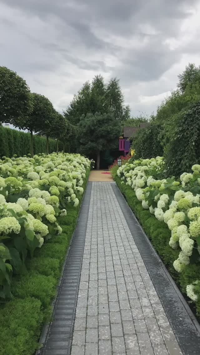 Атмосферная прогулка по саду гортензий в  КП “Никольские Озёра”