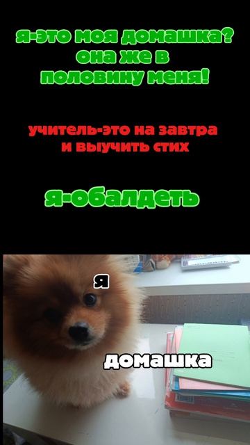 Мемы школа