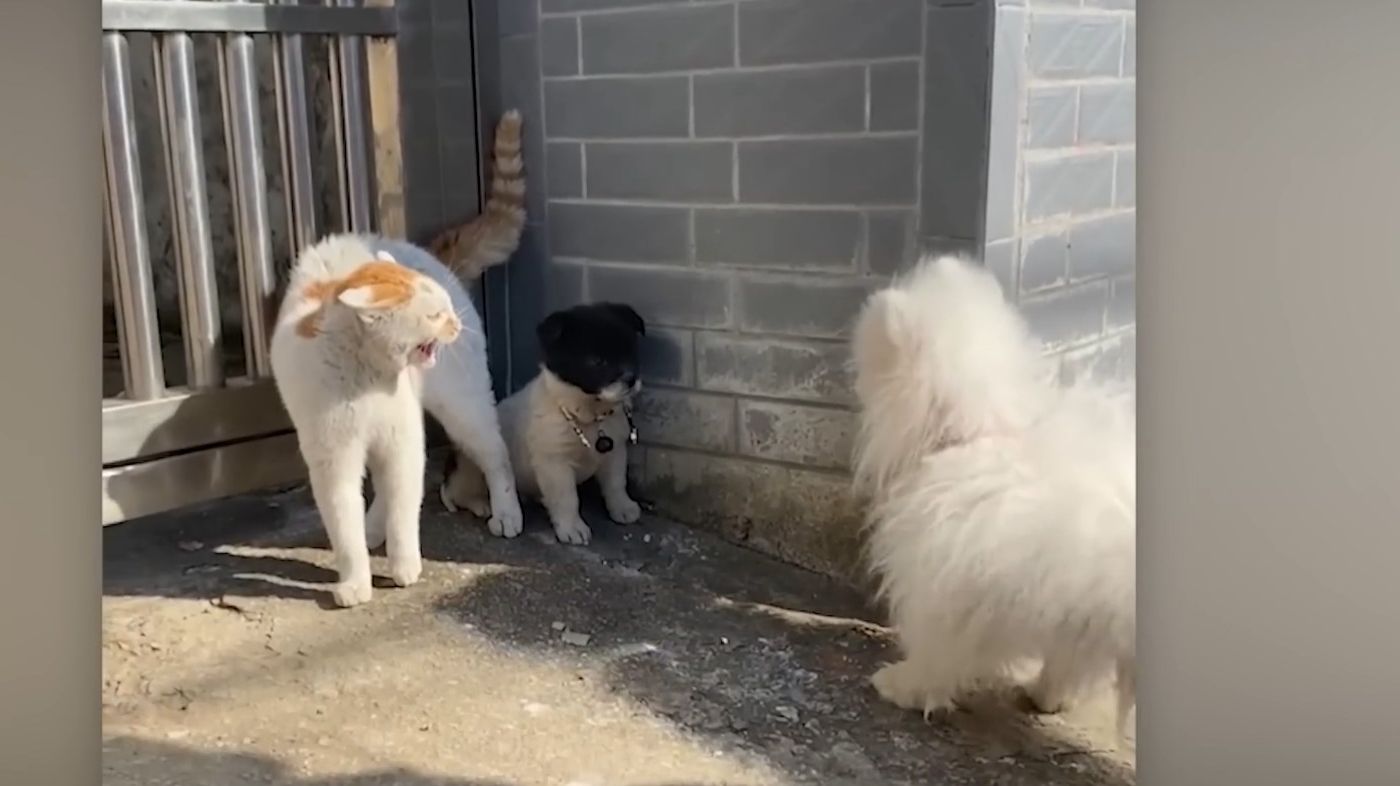 Милое видео , когда собаки и кошки защищают друг друга