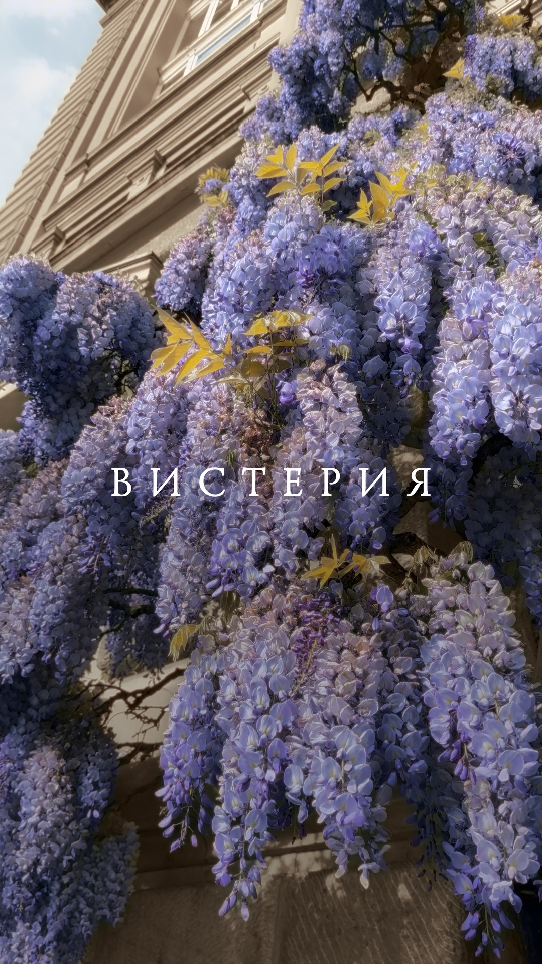 Коллекция панно Loymina «Вистерия»: нежные цветочные мотивы для ваших интерьеров с атмосферой весны