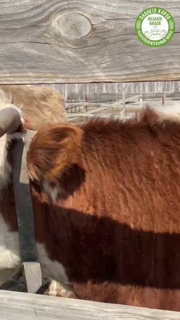 В прошлое воскресенье у нас прошел эфир «Кормление коров онлайн», посвященный празднику Акшая Тритья