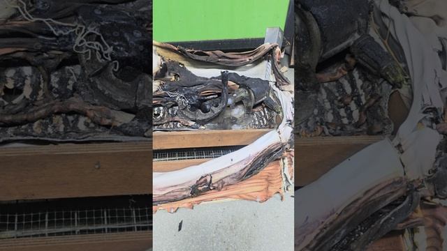 Огонь снаружи — жизнь внутри: инкубаторы НБФ выстояли! Часть 2.