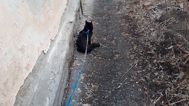 Погулял котик и пошел домой.