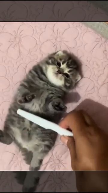 Расческа для брюшка 😺