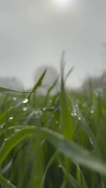 Дагестан сегодня