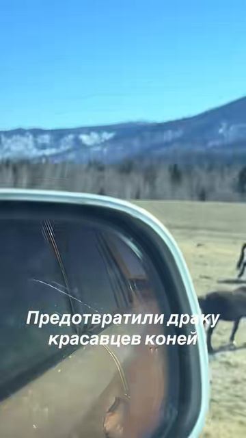 По пути на Мульту встречается много животных — особенно коней, успеваешь снять интересные моменты