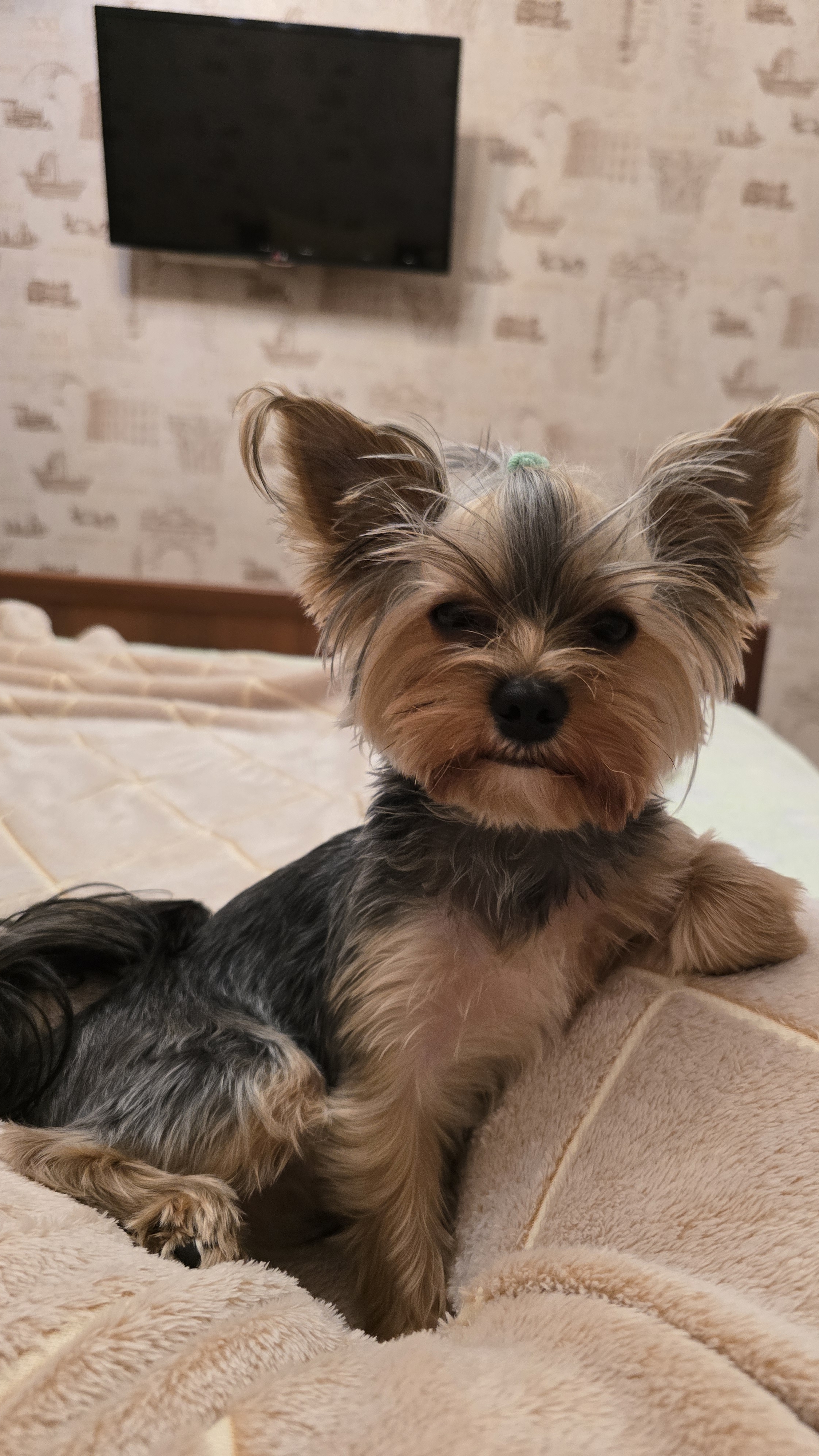 Йорк может и создан для охоты, но наша Плюша - для одеялка 🐶  #shorts