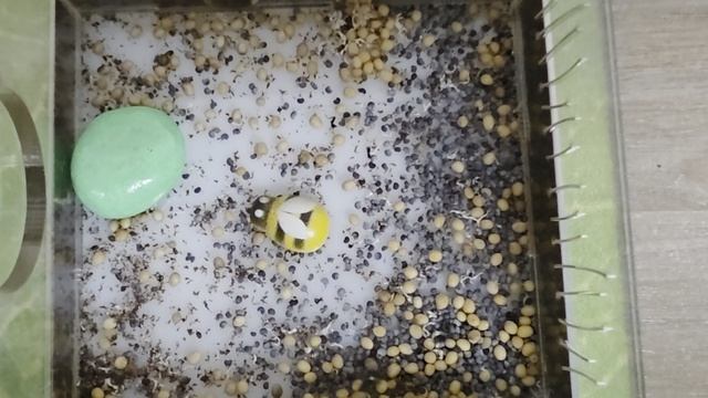 Жизнь муравьёв. 29 серия.