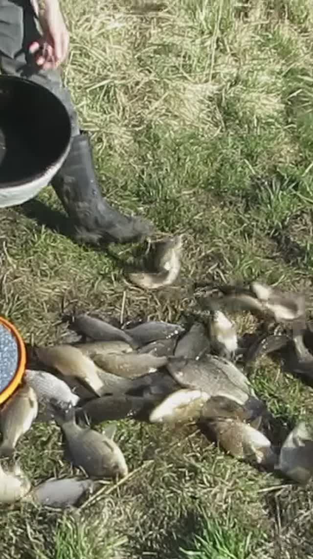 Весенняя раздача карася!