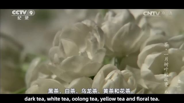 Unit 8 Chinese Tea Culture-中国茶文化