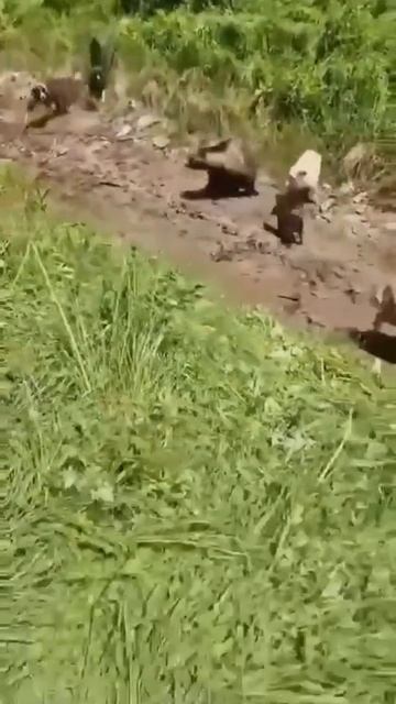 Пастух отогнал медведя от овец