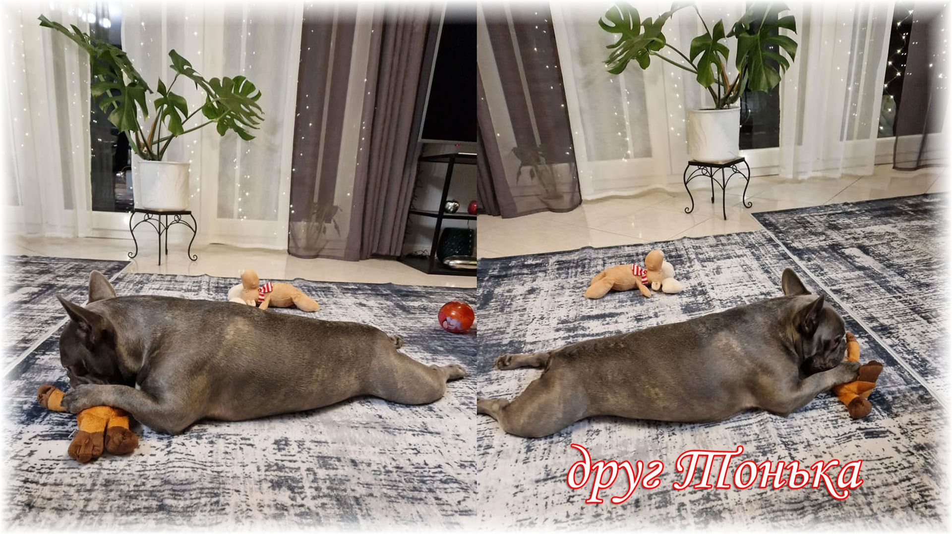 EW2026 - Друг Тонька - Friend Tonka (v052-swing)