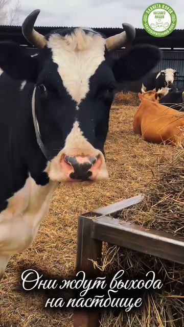 Коровушки ждут весенних пастбищ