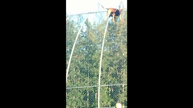 ДРЕССИРОВКА СОБАК. ФИЗПОДГОТОВКА СОБАК