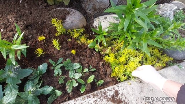 Пересаживаю цветы. Быстрый ужин в мультиварке.Флокс продаю на ВБ и Озоне.