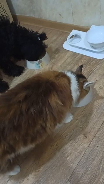 Айза кушает с подружкой. Кошка и собака.