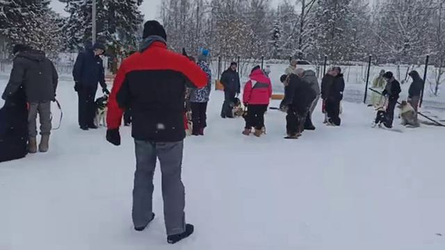 ДРЕССИРОВКА СОБАК. ГРУППОВЫЕ ЗАНЯТИЯ