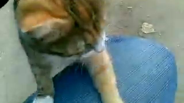 Ласковая кошка 09102010