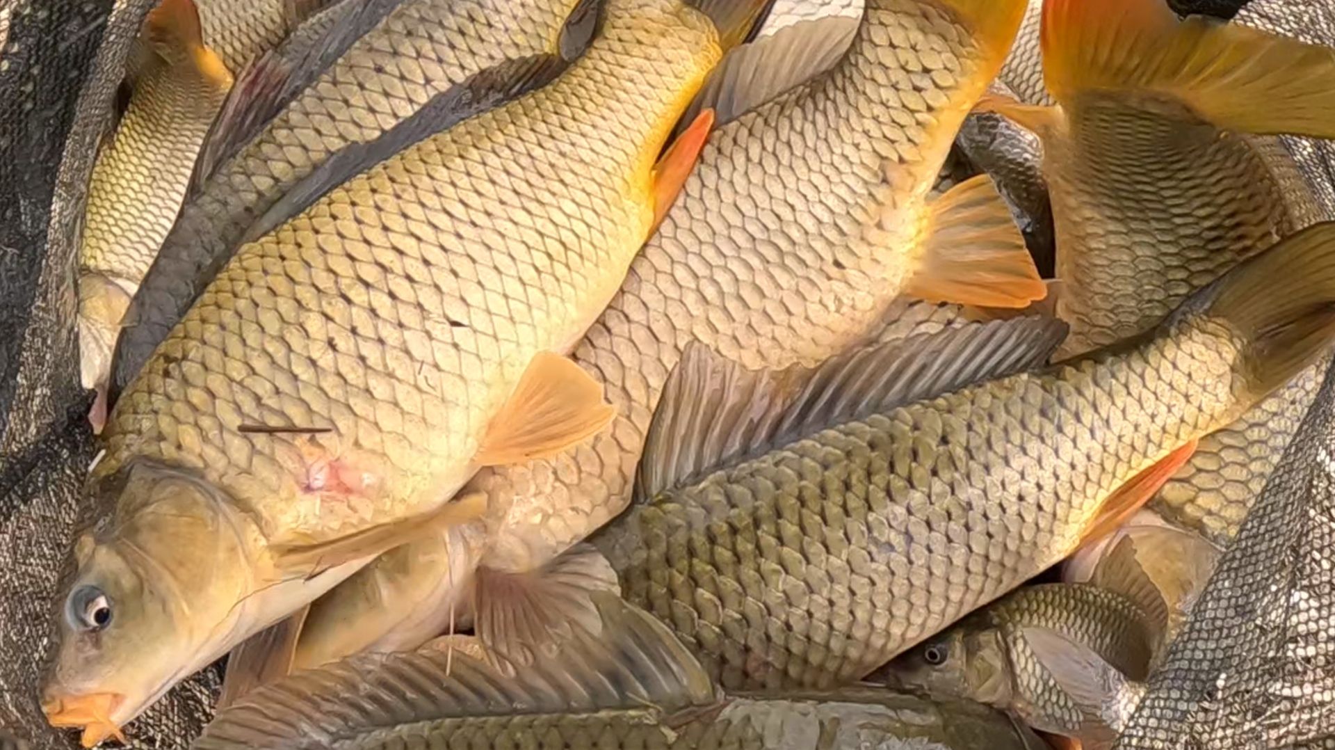 ЖОР КАРПА на деревенском пруду. Ловля карпа на поплавочную удочку.