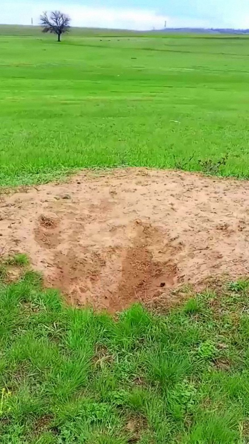 Покажется или нет?