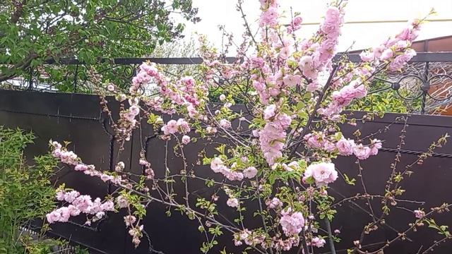 Апрель. Тюльпаны, мускари и цветущий сад.