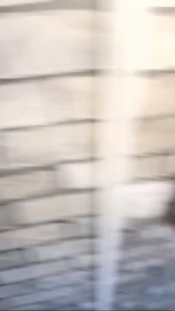 ГОСТИНИЦА ДЛЯ СОБАК. ПЕРЕДЕРЖКА СОБАК