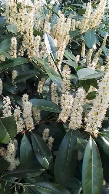 Лавр благородный, пчелы работают с утра и собирают 🐝"пьяный мед"🍯 Весенний медонос. 23-04-2026