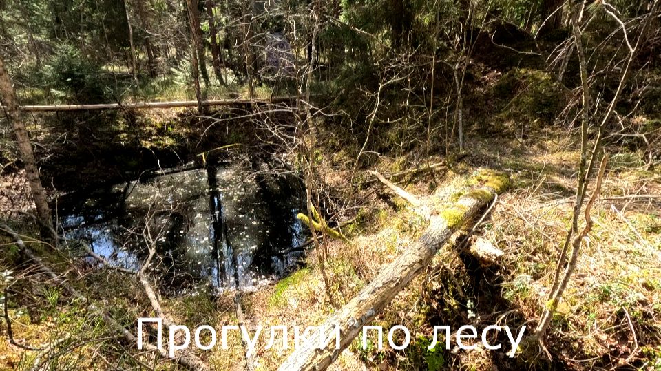 Прогулки по лесу. Установил фотоловушку на место бывшей утоплиницы.