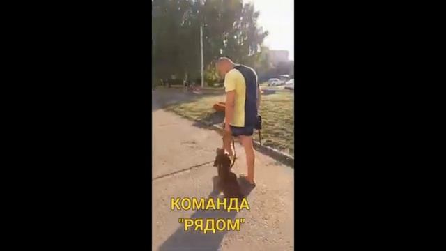 ДРЕССИРОВКА СОБАК. ВОСПИТАНИЕ СОБАК