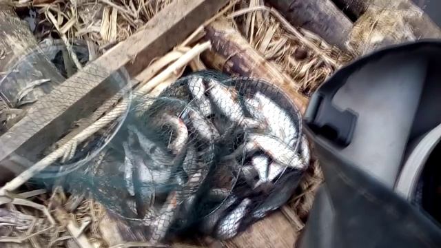 22 апреля поймал 2 кило плотвы перед переломом погоды