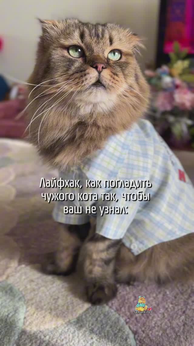 А у вас тоже кот ревнивый?😅 #котики #юмор #животные