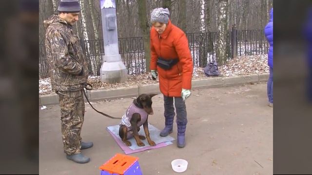 ДРЕССИРОВКА СОБАК. КОНЦЕНТРАЦИЯ.