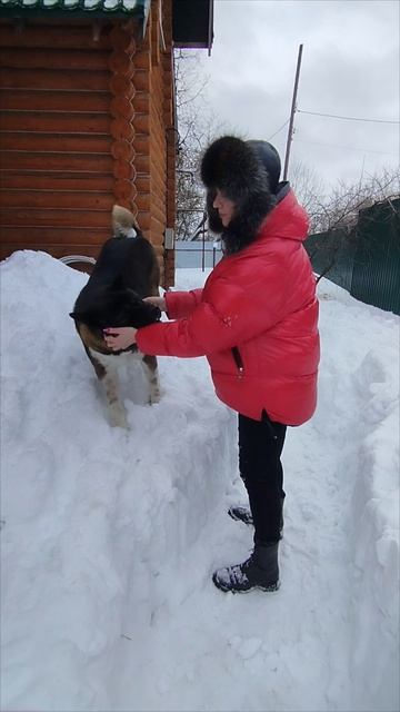 КИНОЛОГ ИГОРЬ АЛЛТАЙСКИЙ. ОТЗЫВ. ДРЕССИРОВКА АКИТА-ИНУ.