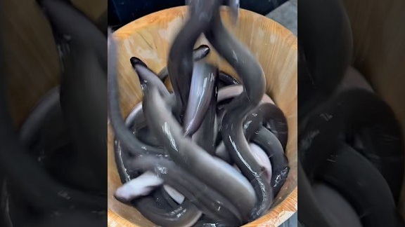 свежий угорь из Кореи