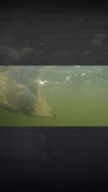 Подводные съемки.  Обратно домой