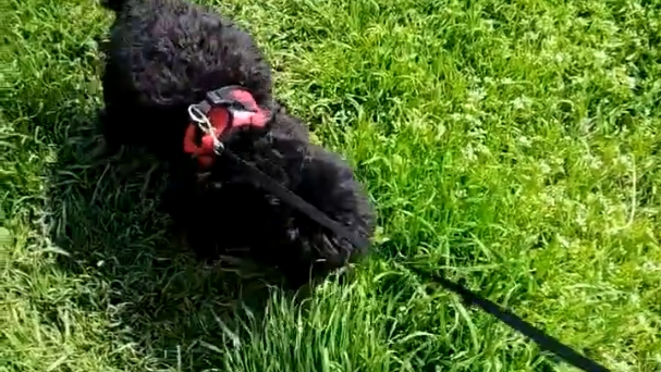 Той пудель бежит. 🐩😱😂