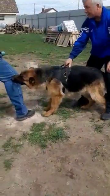 ЗАЩИТНАЯ ДРЕССИРОВКА СО СКРЫТОЙ ЗАЩИТОЙ