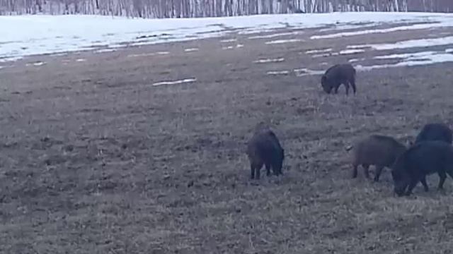 кабаны весной ищут корм