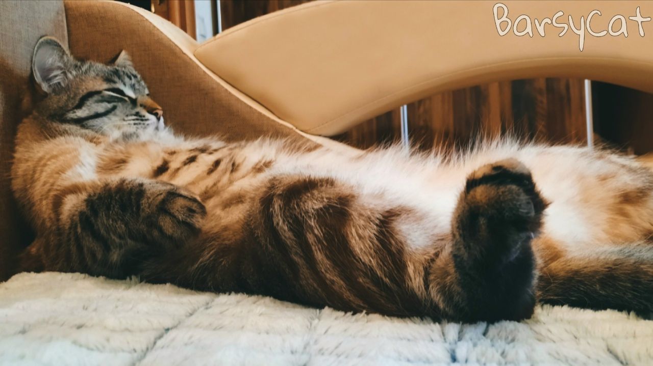 Мурлыканье кошки | Для релаксации | АСМР